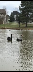 Keeping Swans on Your Homestead - Backyard Poultry